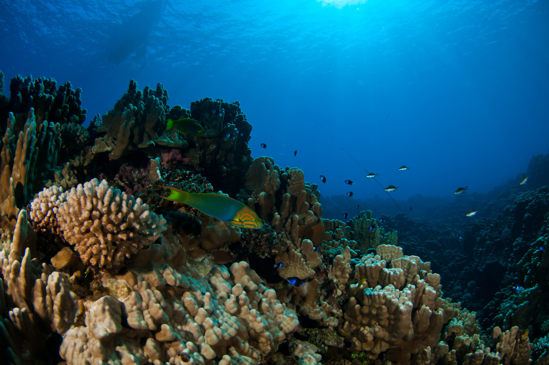 Easter Island images: Nature