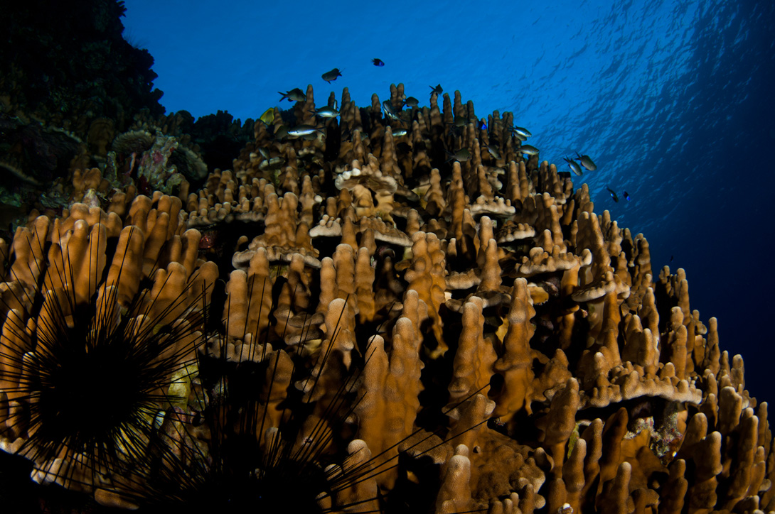 Easter Island images: Nature