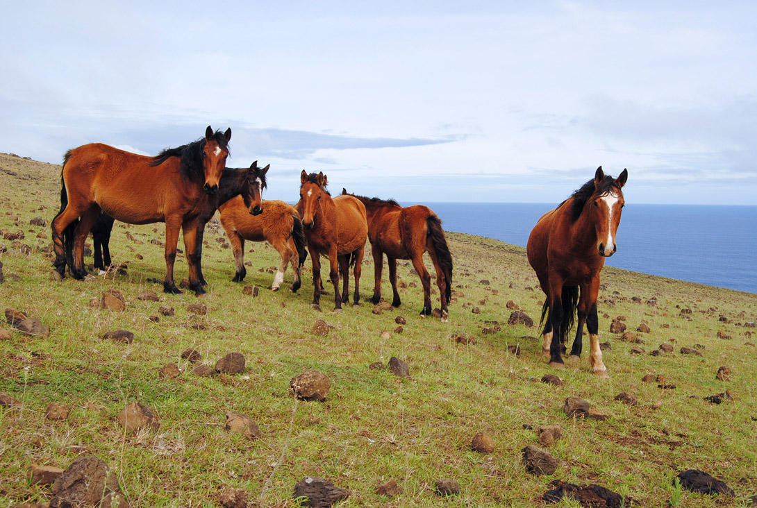 Easter Island images: Nature